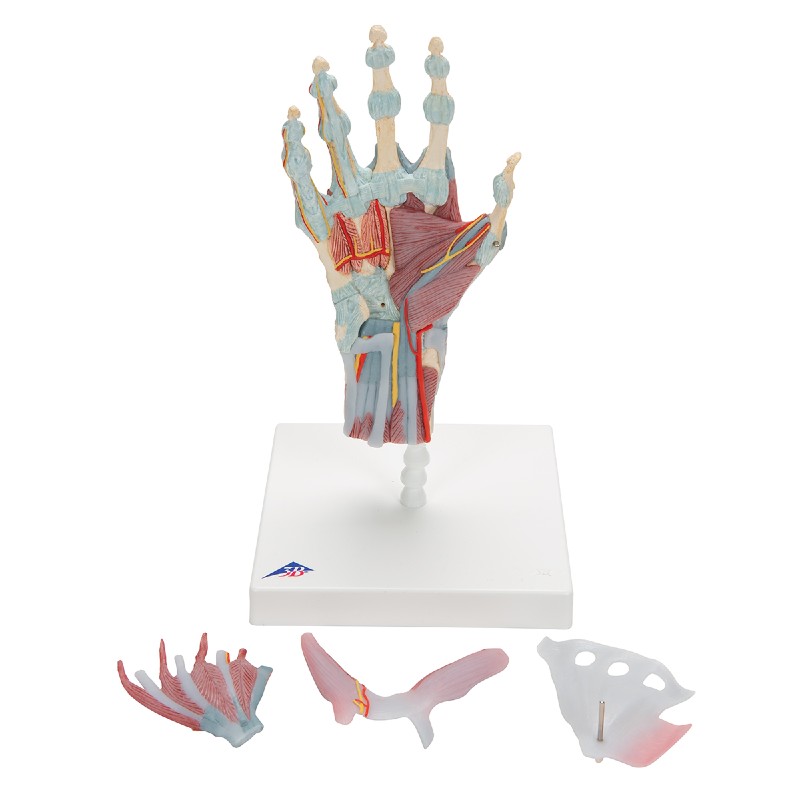 Hand Skeleton Model w/ Ligaments & Muscles | Health and Care